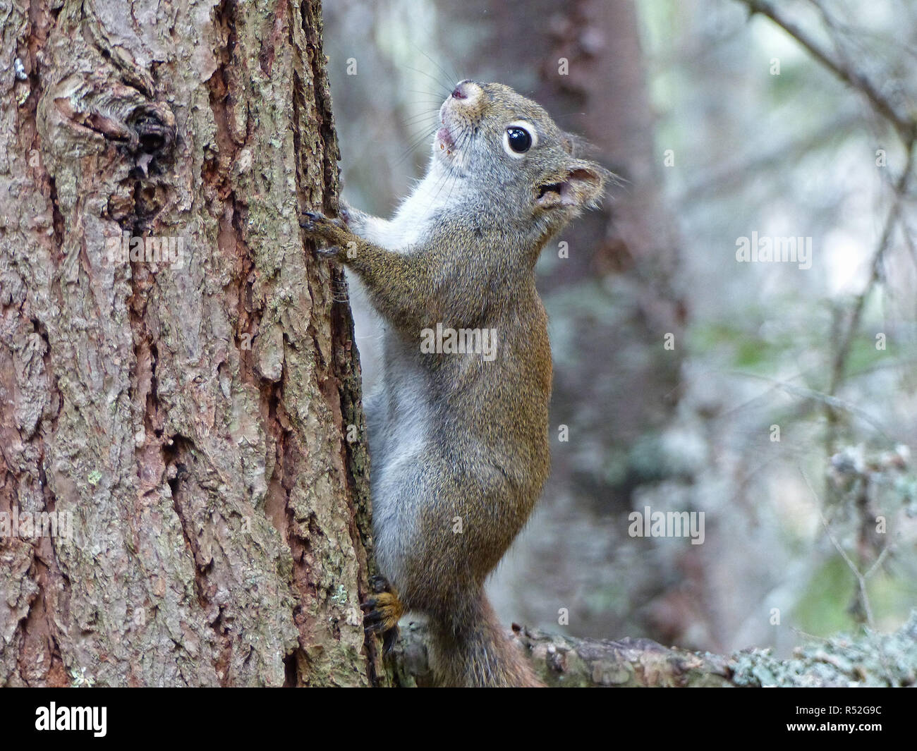 Red squirrel climbing a tree Stock Photo - Alamy