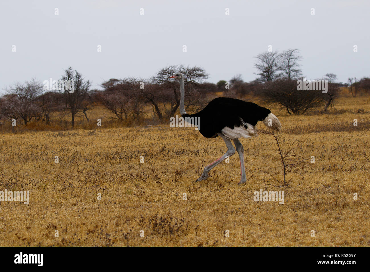 African ostrich images hi-res stock photography and images - Alamy