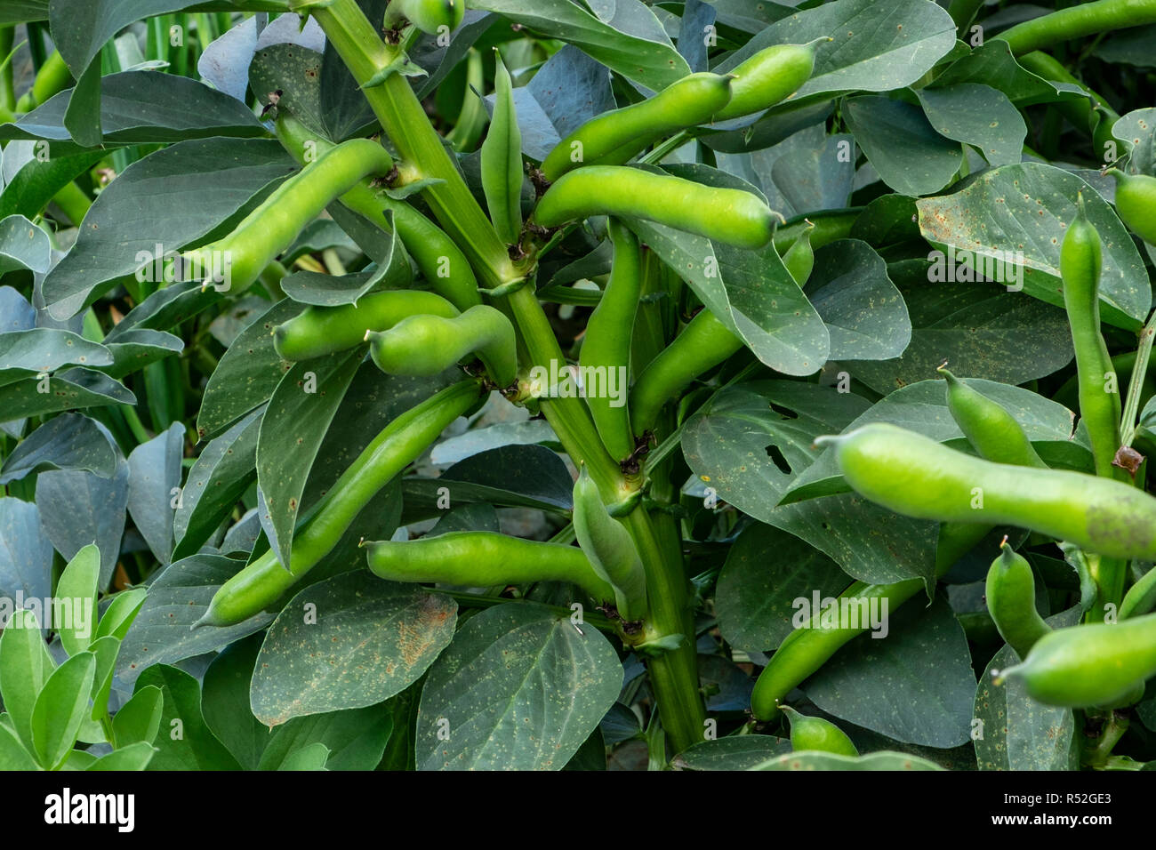 Broad bean pods beans hi-res stock photography and images - Alamy