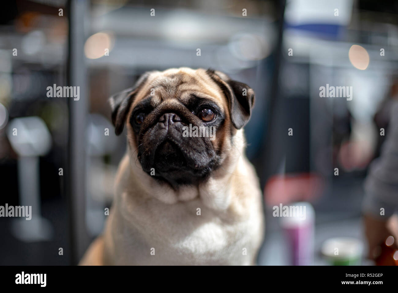 The english pug hi-res stock photography and images - Alamy