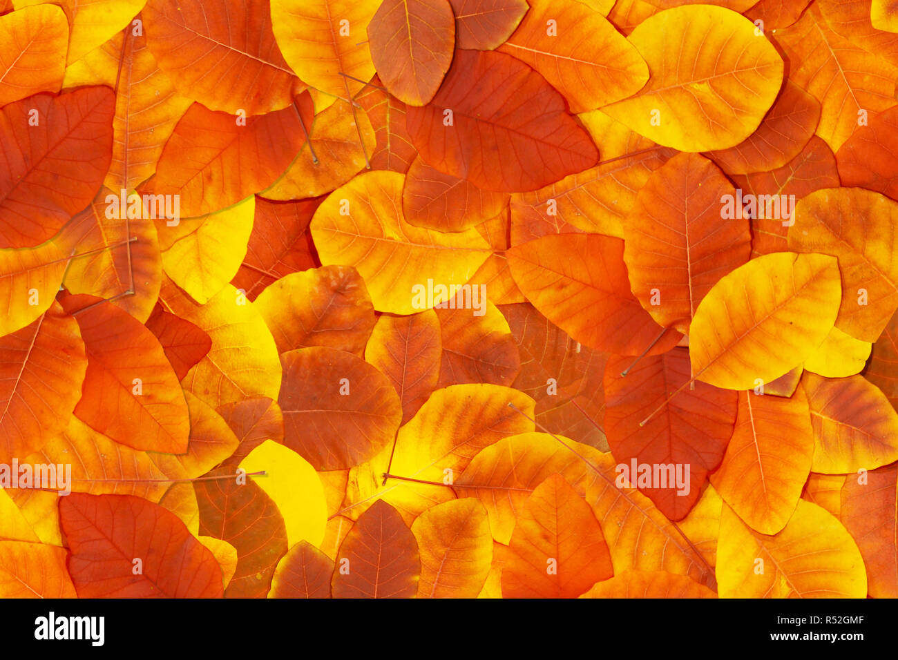 Red and Orange Autumn Leaves Background. Natural Background of Foliage ...
