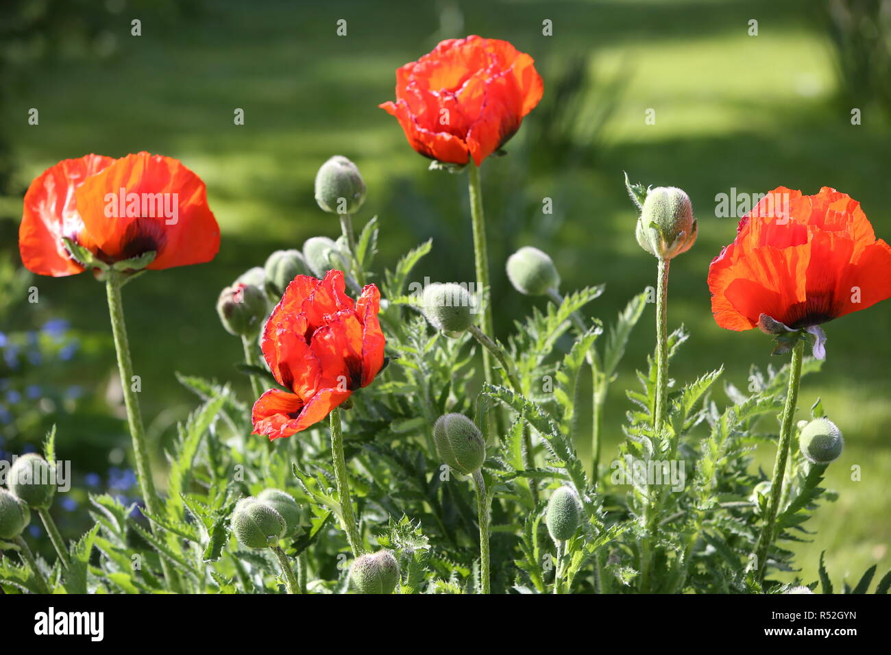 Garden bed with poppy hi-res stock photography and images - Alamy