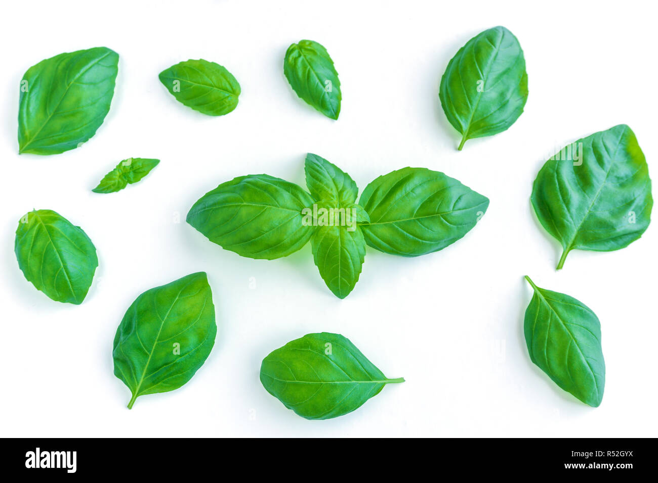 Close-up of green fresh basil leaves isolated on a white Background ...