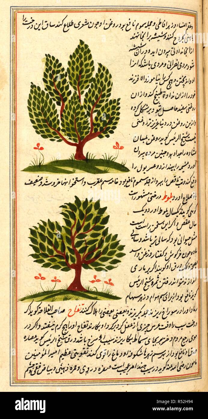 Language Tree Arabic
