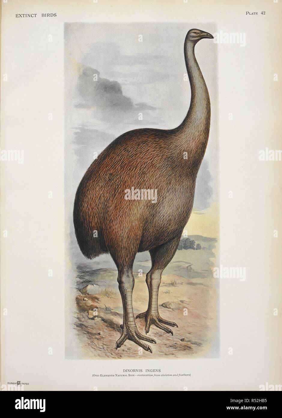 Moa extinct hi-res stock photography and images - Alamy