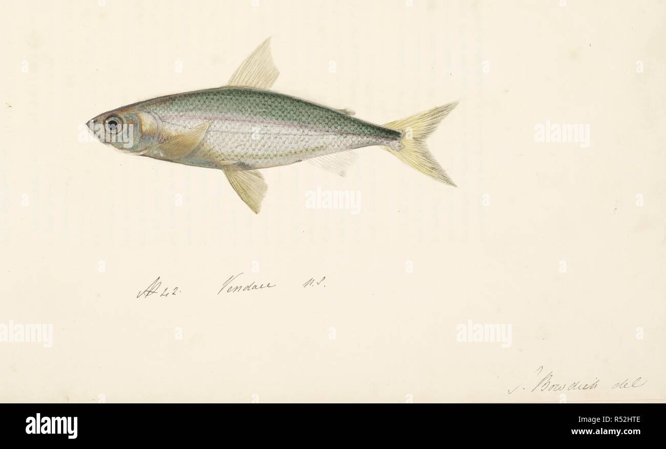 Mrs c fish hi-res stock photography and images - Alamy