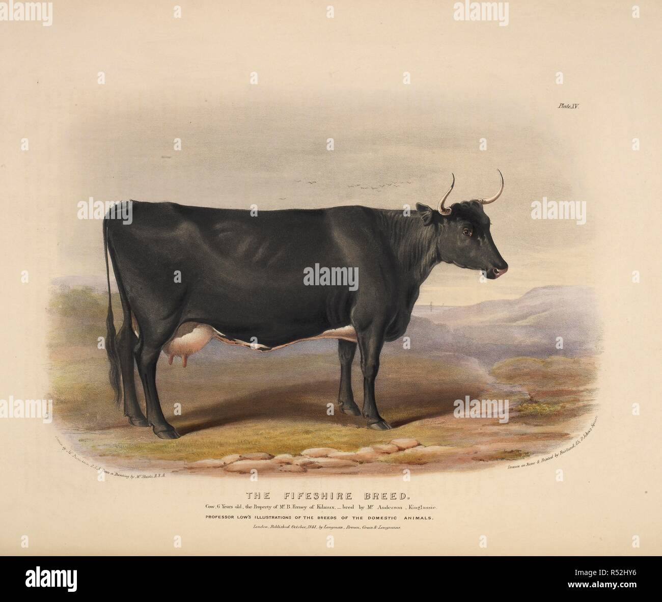 The Fifeshire Breed. The Breeds of the Domestic Animals ... London ...