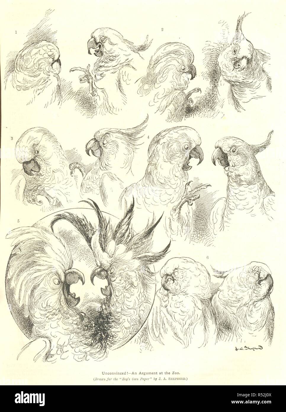 Gossipinig hi-res stock photography and images - Alamy