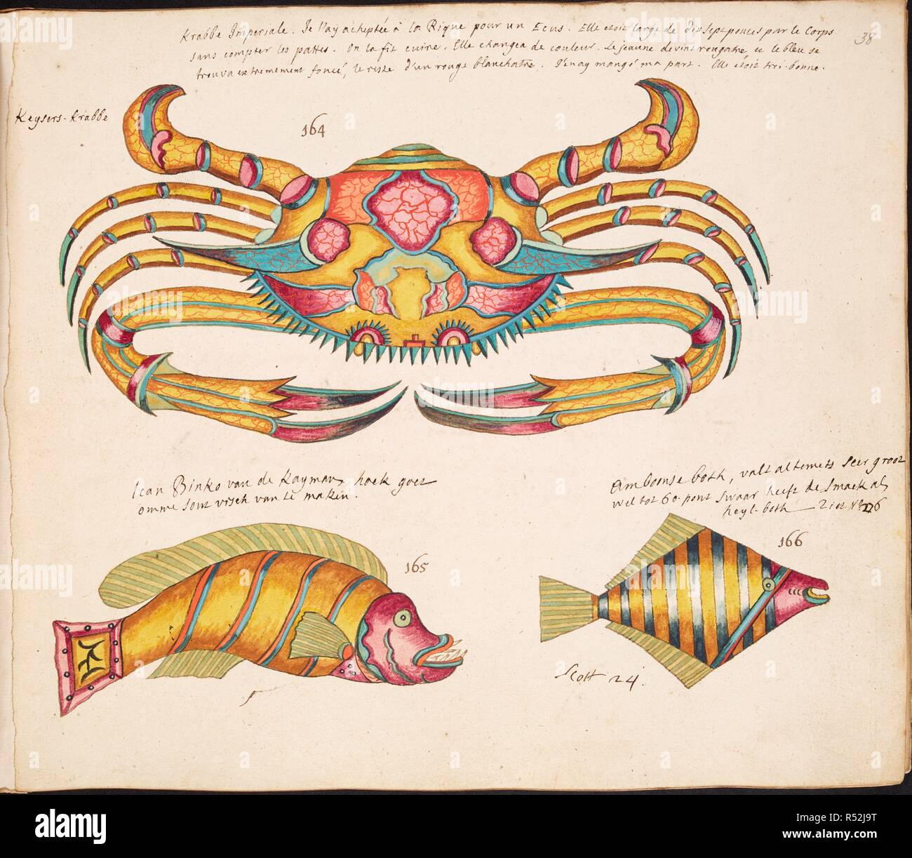 A crab and two fish. [A volume of painted drawings on the subject of ...