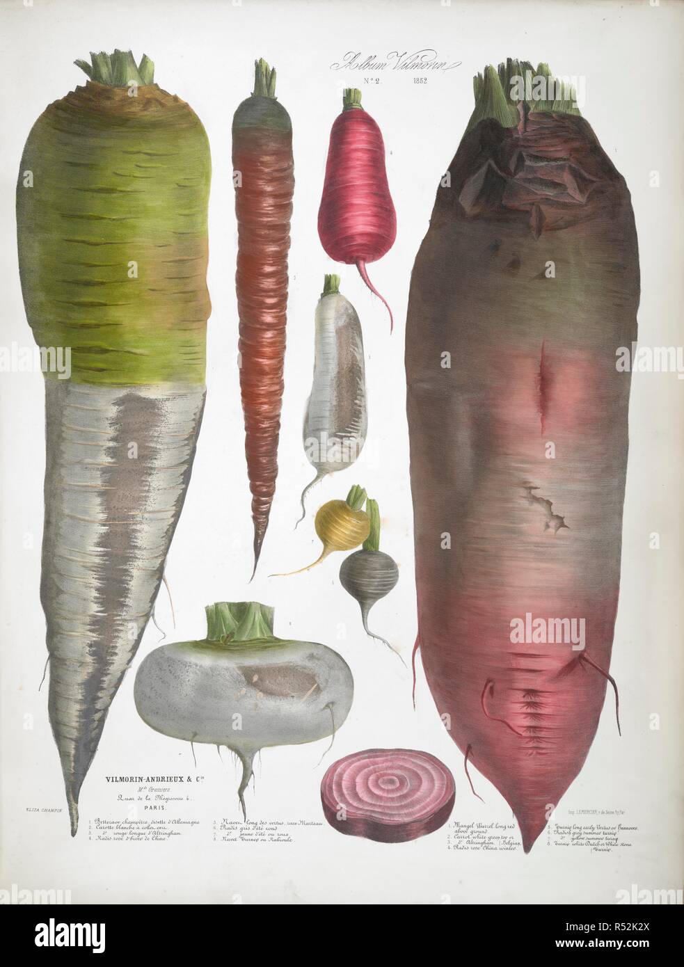 Root plates hi-res stock photography and images - Alamy