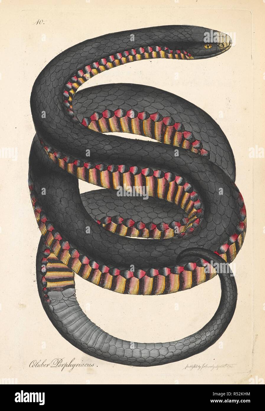 Pseudechis hi-res stock photography and images - Alamy