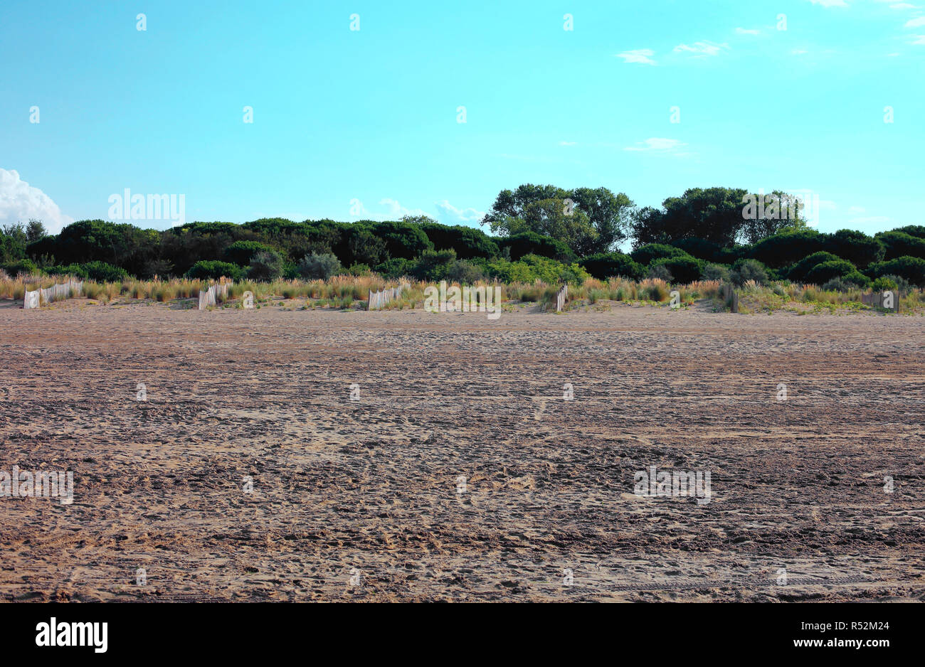 Mediterranean vegetation with sand and shrubs called Mediterranean ...