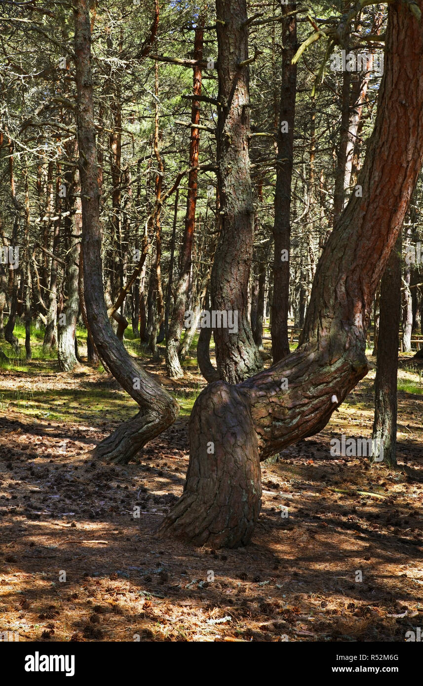 Dancing forest at Curonian Spit. Kaliningrad Oblast. Russia Stock Photo ...