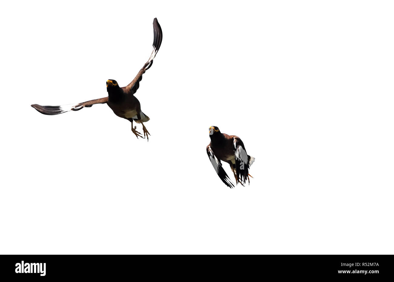 Closeup Two Mynah Bird Flying and Jumping in The Air Isolated on White ...