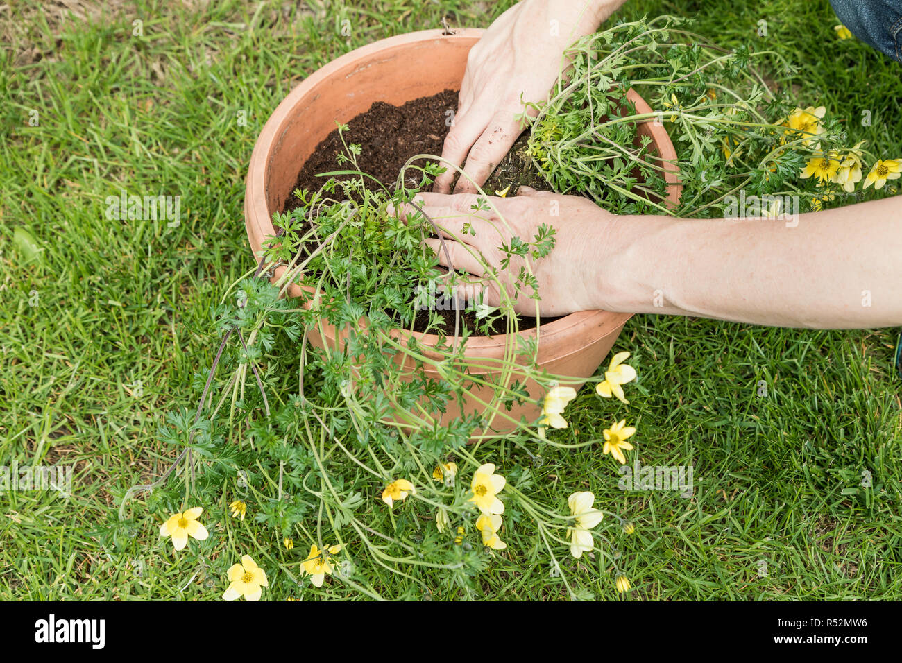 Gardening - putting yellow flowers into the pot Stock Photo - Alamy
