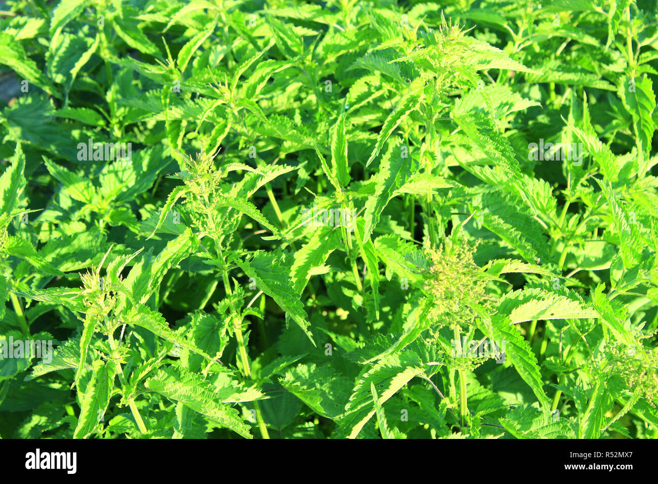 Nettle agent hi-res stock photography and images - Alamy