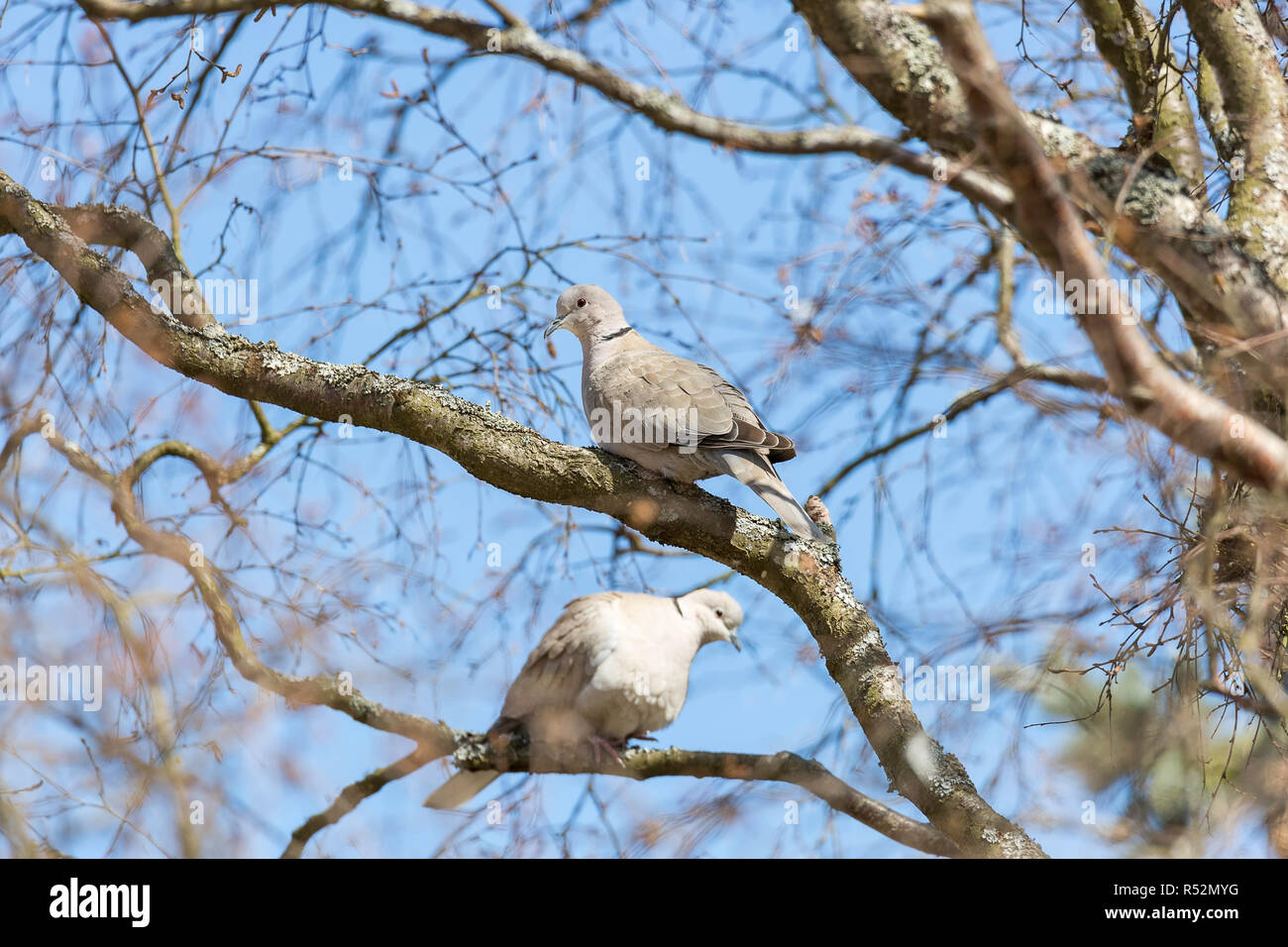 White dove sitting in tree hi-res stock photography and images - Alamy