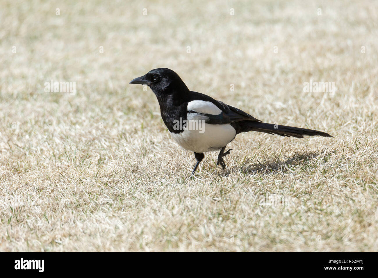 Eurasian Magpie Walking on Grass Stock Photo - Alamy