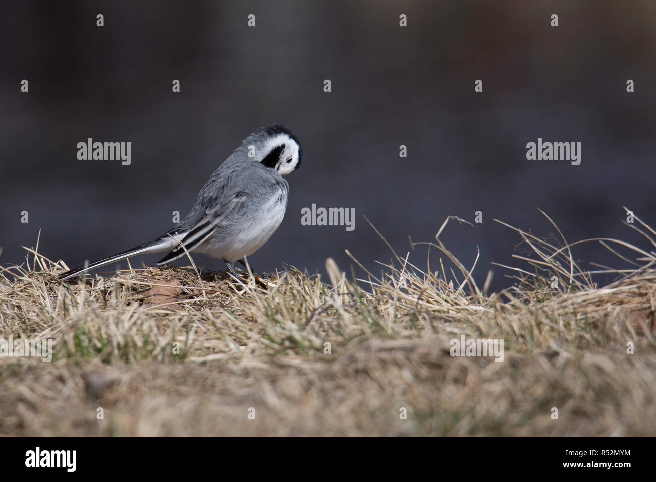 Clean feathers hi-res stock photography and images - Alamy
