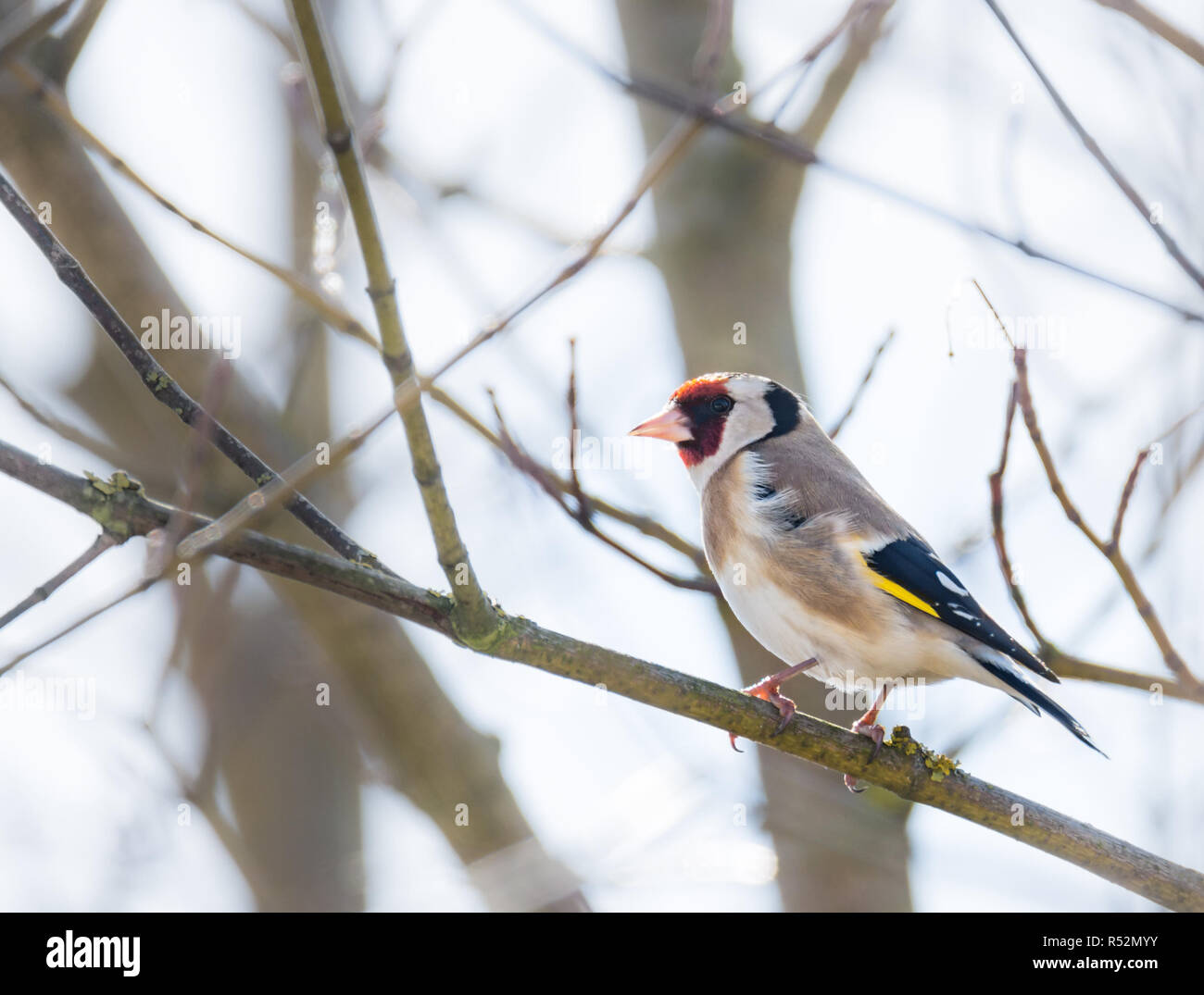 European goldfinch sitting on a tree branch Stock Photo - Alamy