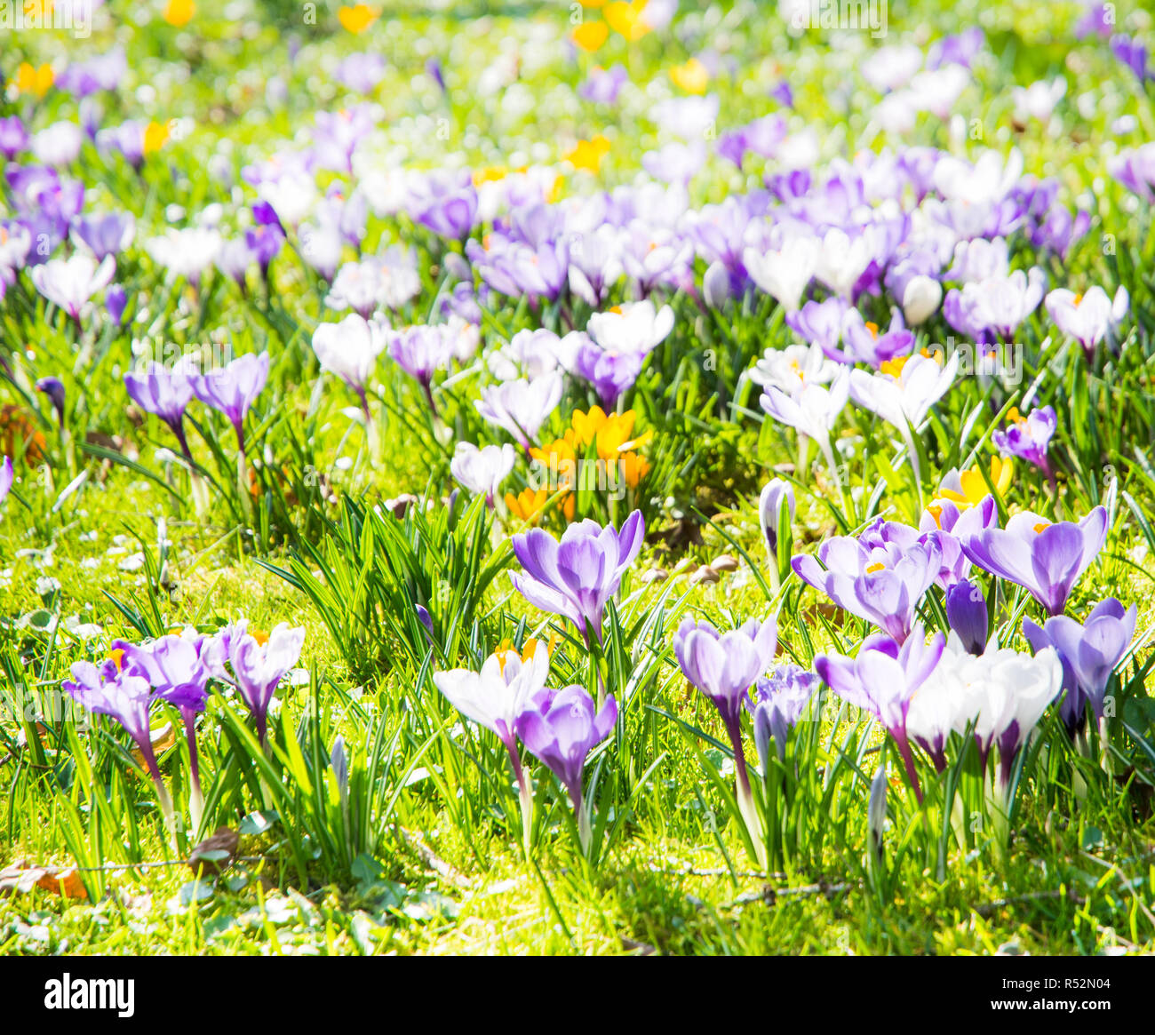Spring background with various crocus flowers Stock Photo - Alamy