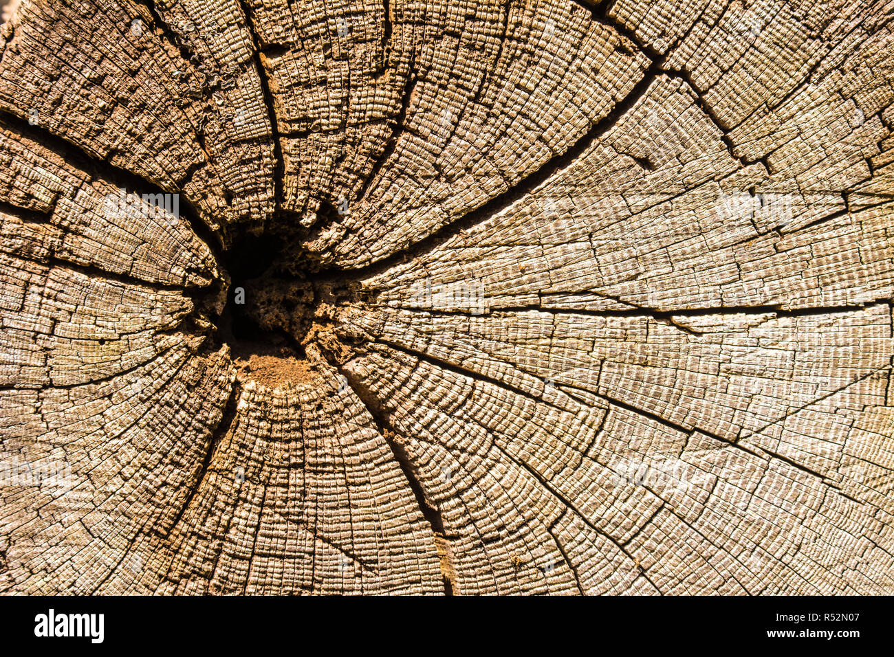 Tree rings on a weathered tree trunk Stock Photo - Alamy