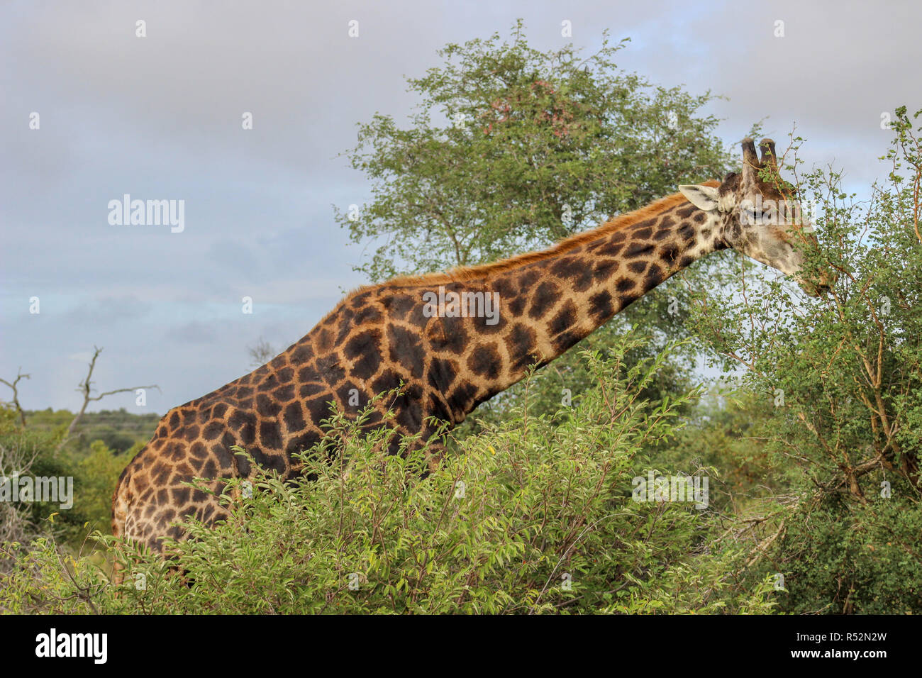 Giraffe ( Camelopardalis Stock Photo - Alamy