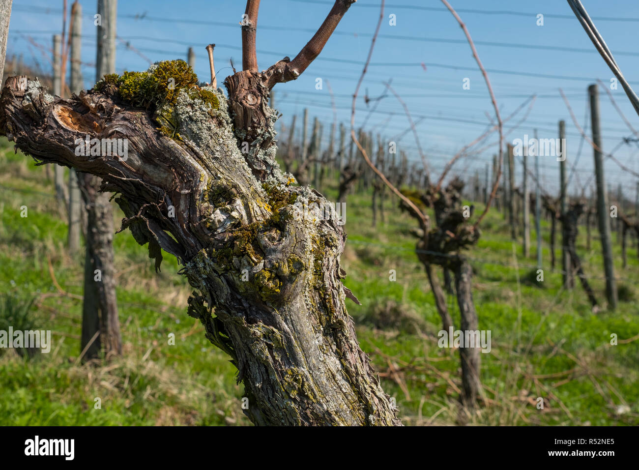 gnarled vine overgrown with moss and lichen Stock Photo - Alamy