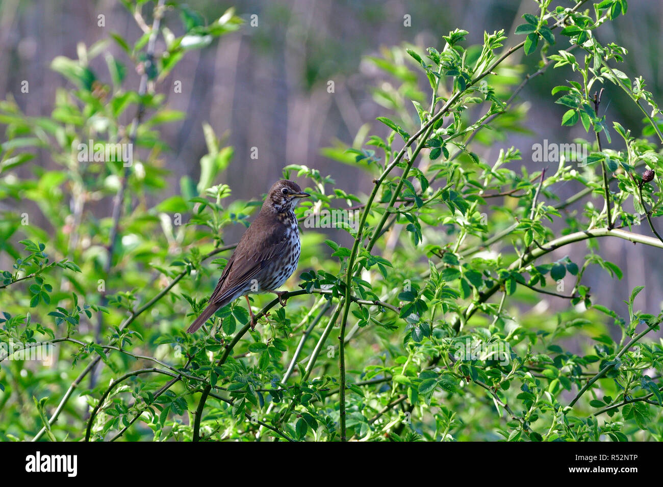 Turdus philomelos singing spring hi-res stock photography and images ...