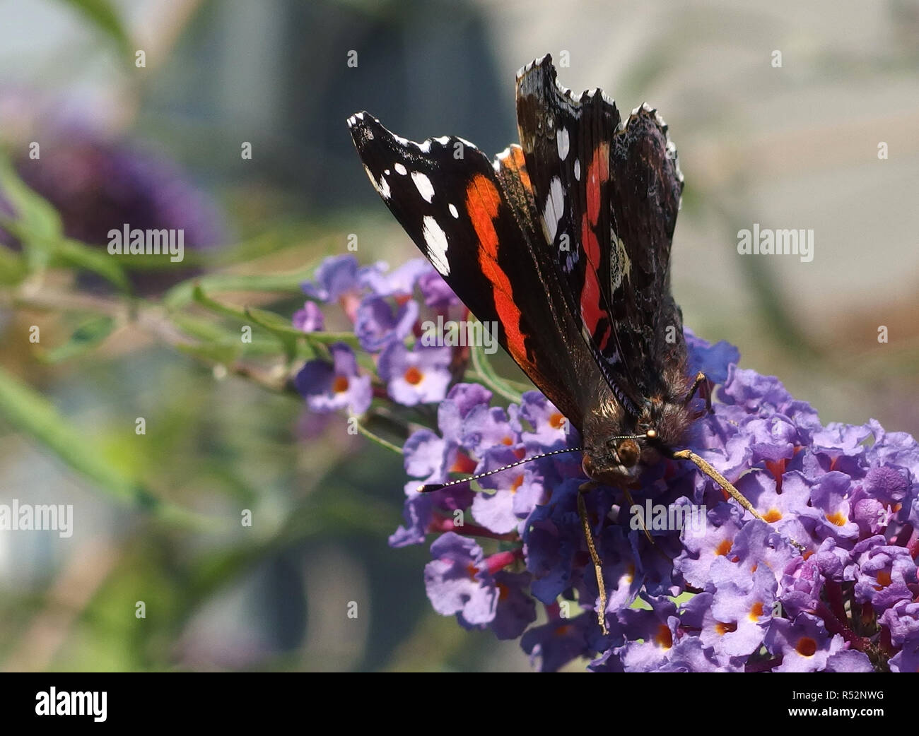 butterfly little fox Stock Photo - Alamy