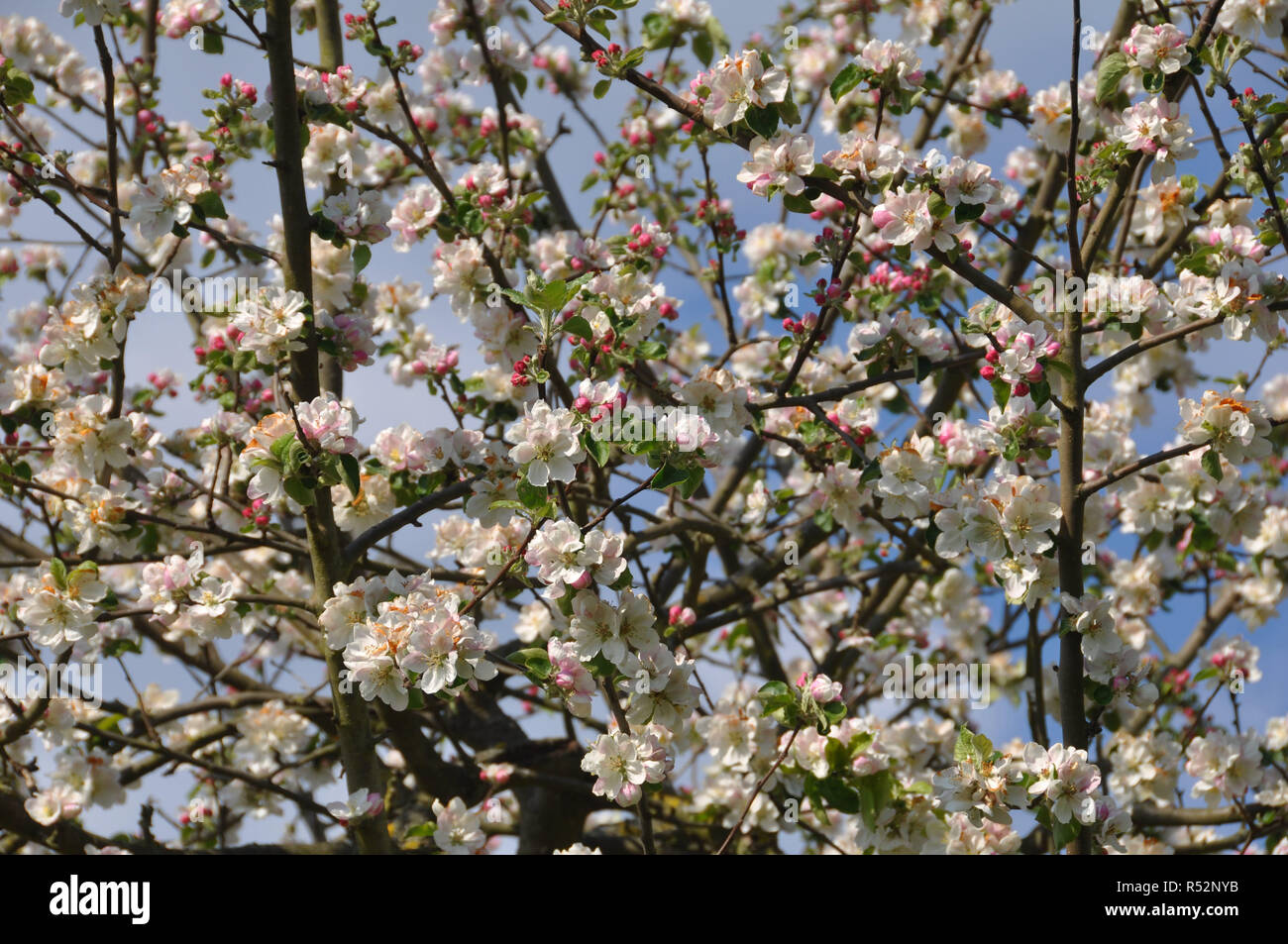 Rationing fruit hi-res stock photography and images - Alamy