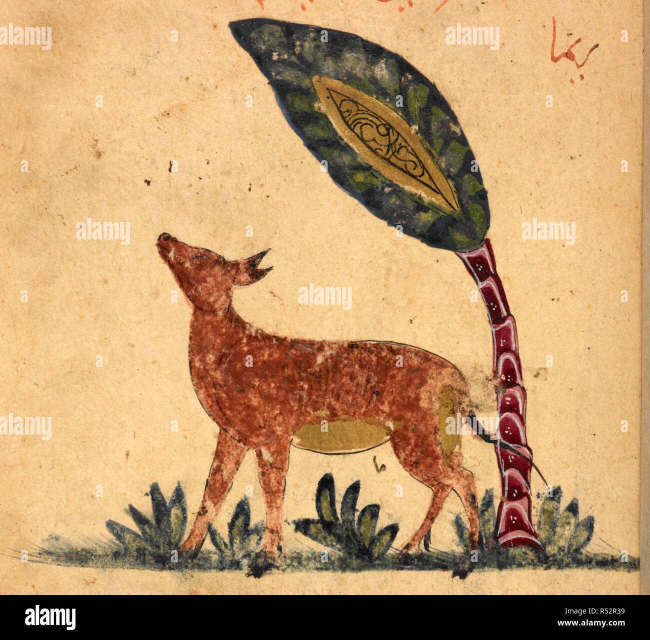 White gazelle. Kitab Na't al-hayawan (book of the characteristics of ...