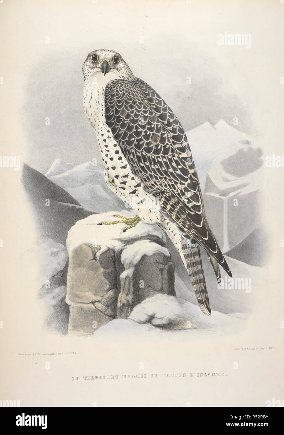 Le tiercelet hagard de faucon dâ€™Islande. The haggard falcon of ...