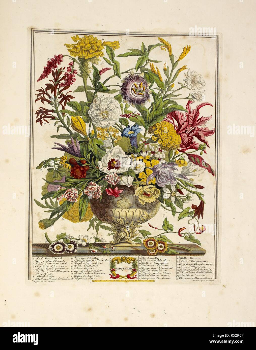 Various flowers (September). Twelve months of flowers (in 13 plates ...