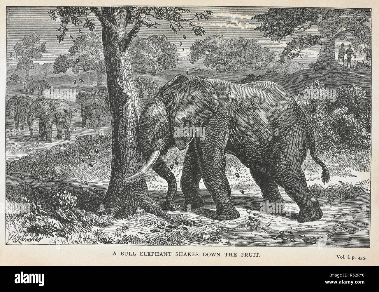 Sir samuel baker hi-res stock photography and images - Alamy