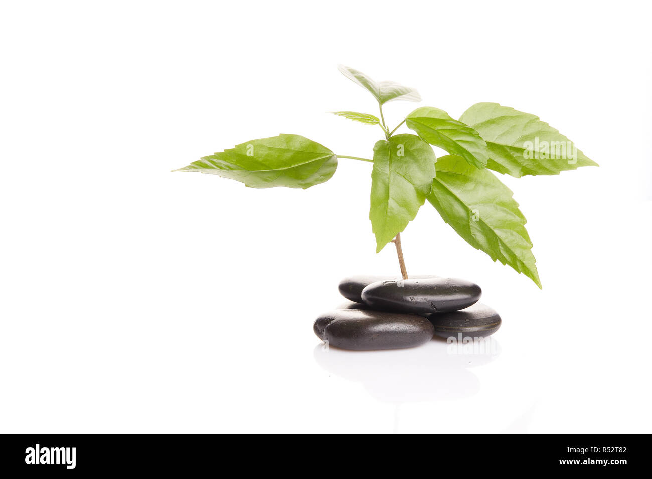 Live stones Cut Out Stock Images & Pictures - Alamy