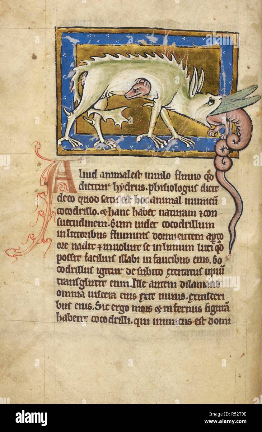 A hydrus, or water serpent, killing a crocodile by slipping into its ...