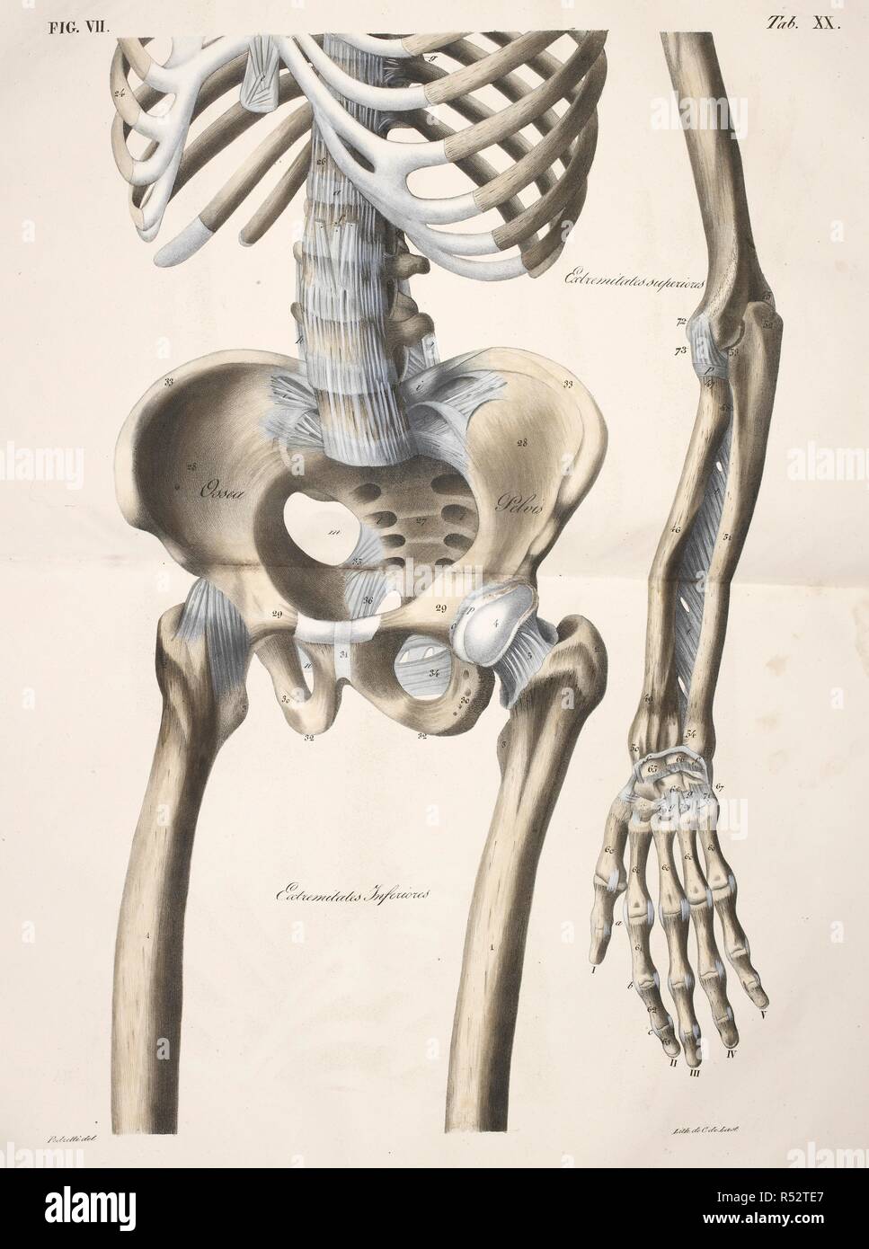 Anatomical drawing. Skeleton, Bones, Ribs, pelvis, legs, arm and hand ...