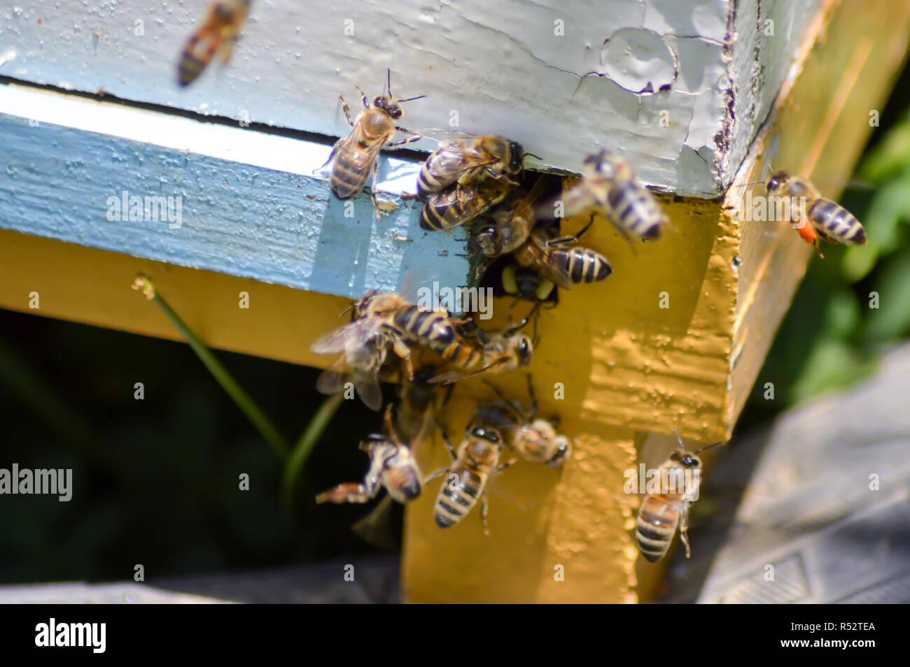 Bees returning hive hi-res stock photography and images - Alamy