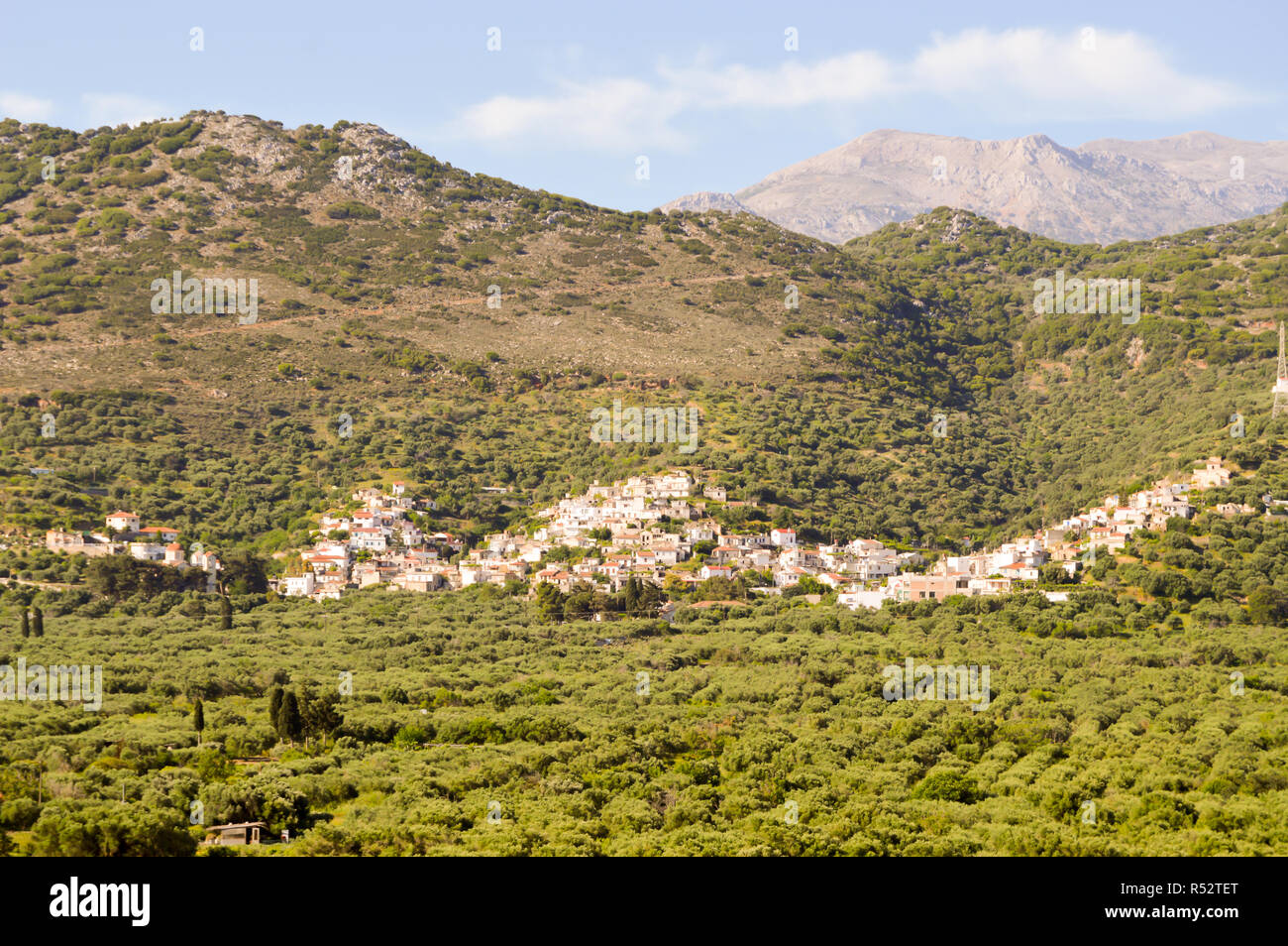 Cretan olive tree hi-res stock photography and images - Alamy