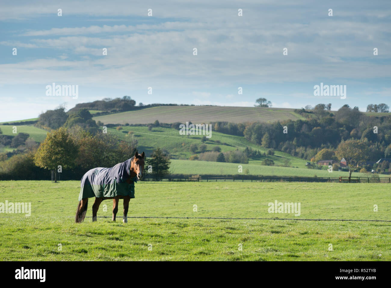 A horse in a large paddock, Admington, Warwickshire, England, United ...
