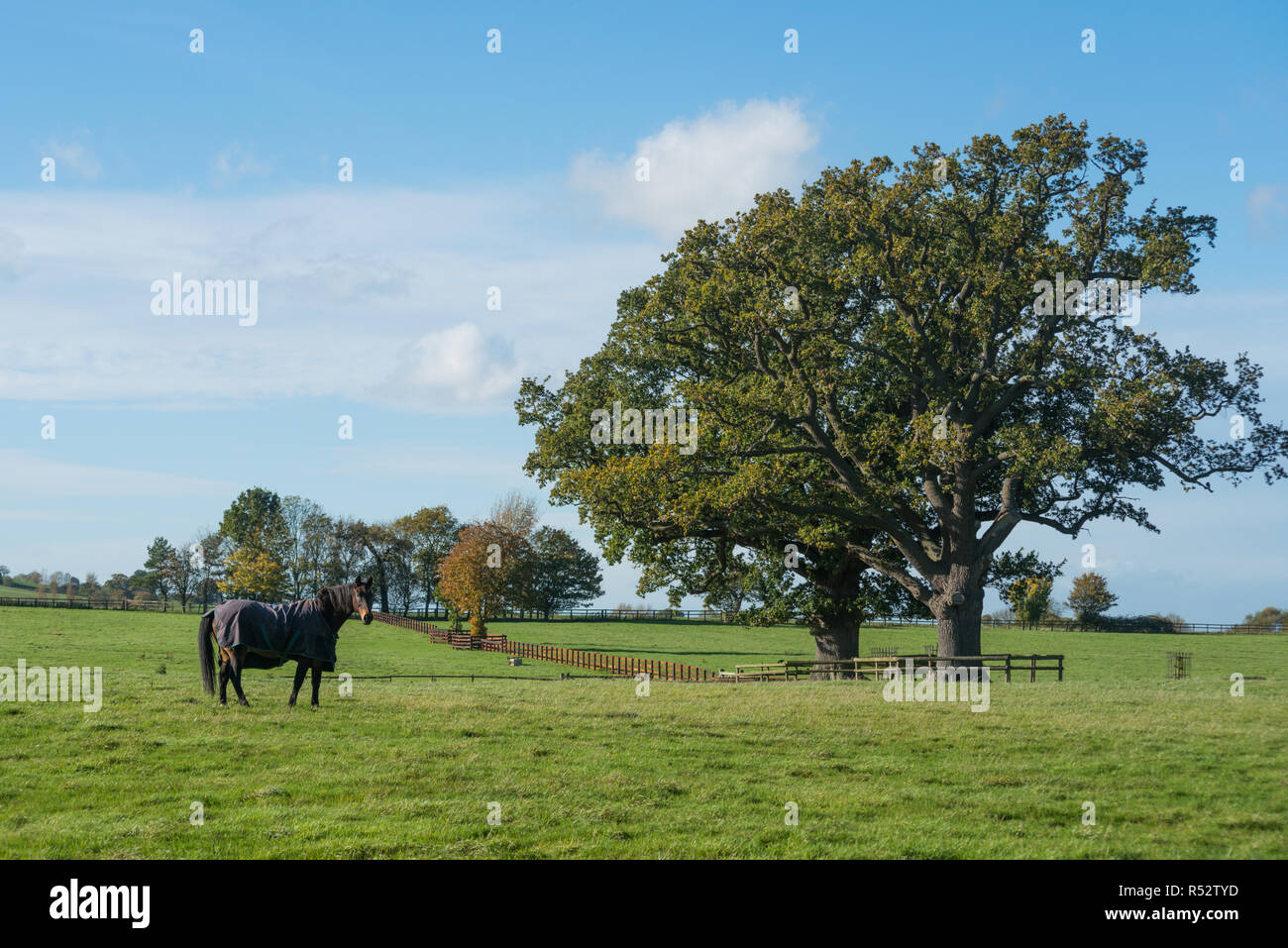 A horse in a large paddock, Admington, Warwickshire, England, United ...