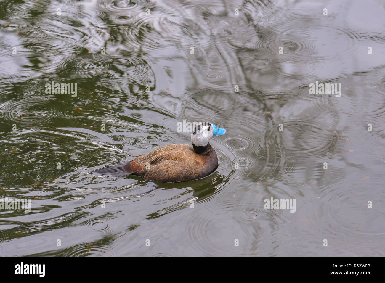 Animal bird birds duck hi-res stock photography and images - Alamy