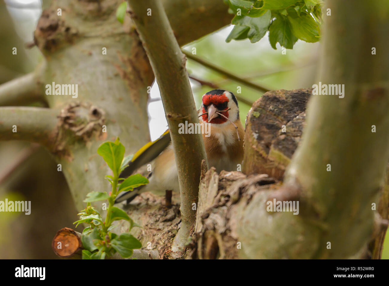 distelfink at nest building Stock Photo - Alamy