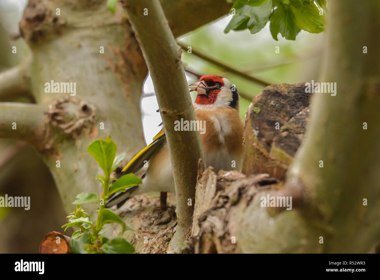 Distelfink nest hi-res stock photography and images - Alamy