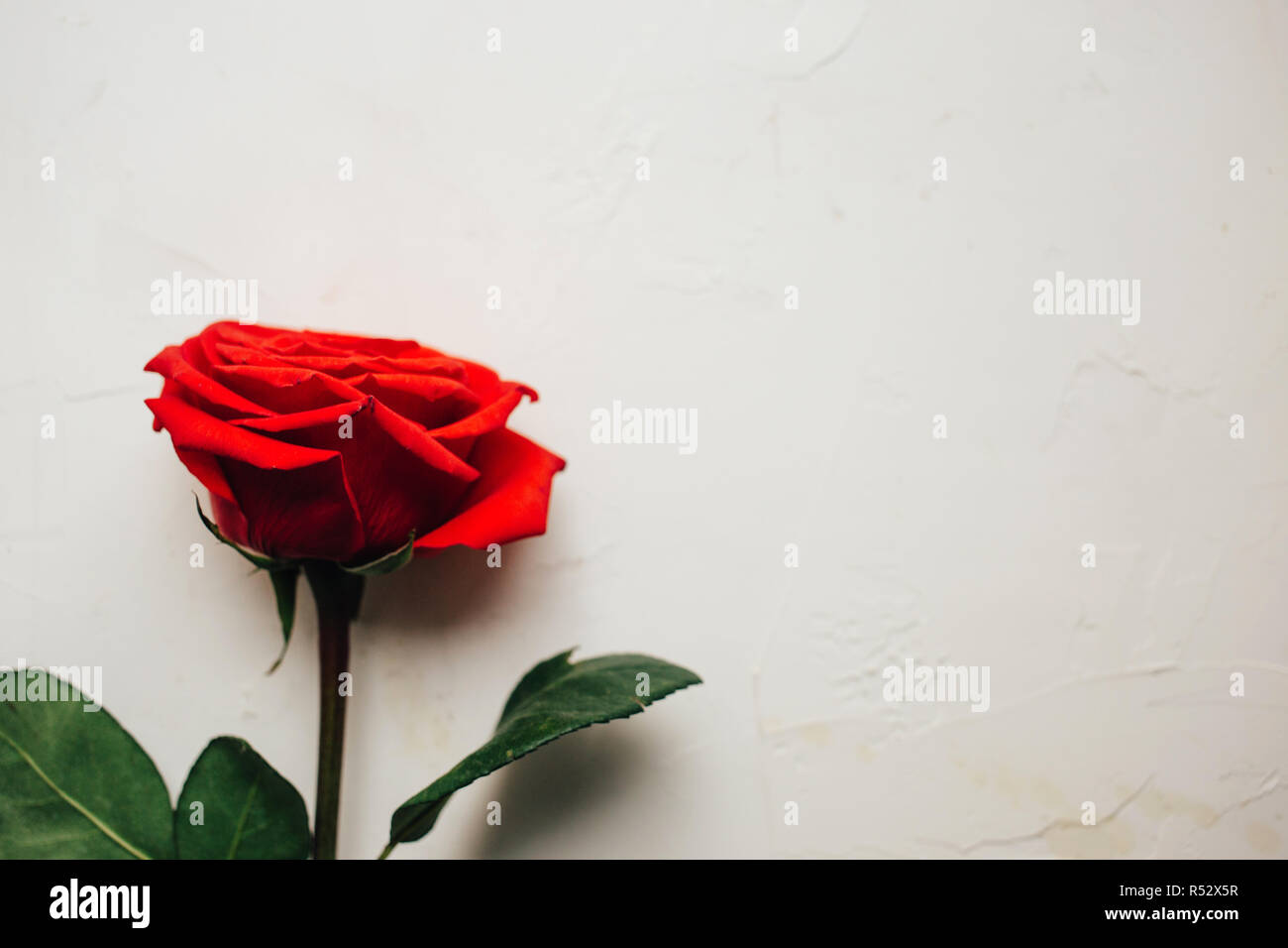 Single red rose on white plastered background, beautiful texture Stock ...