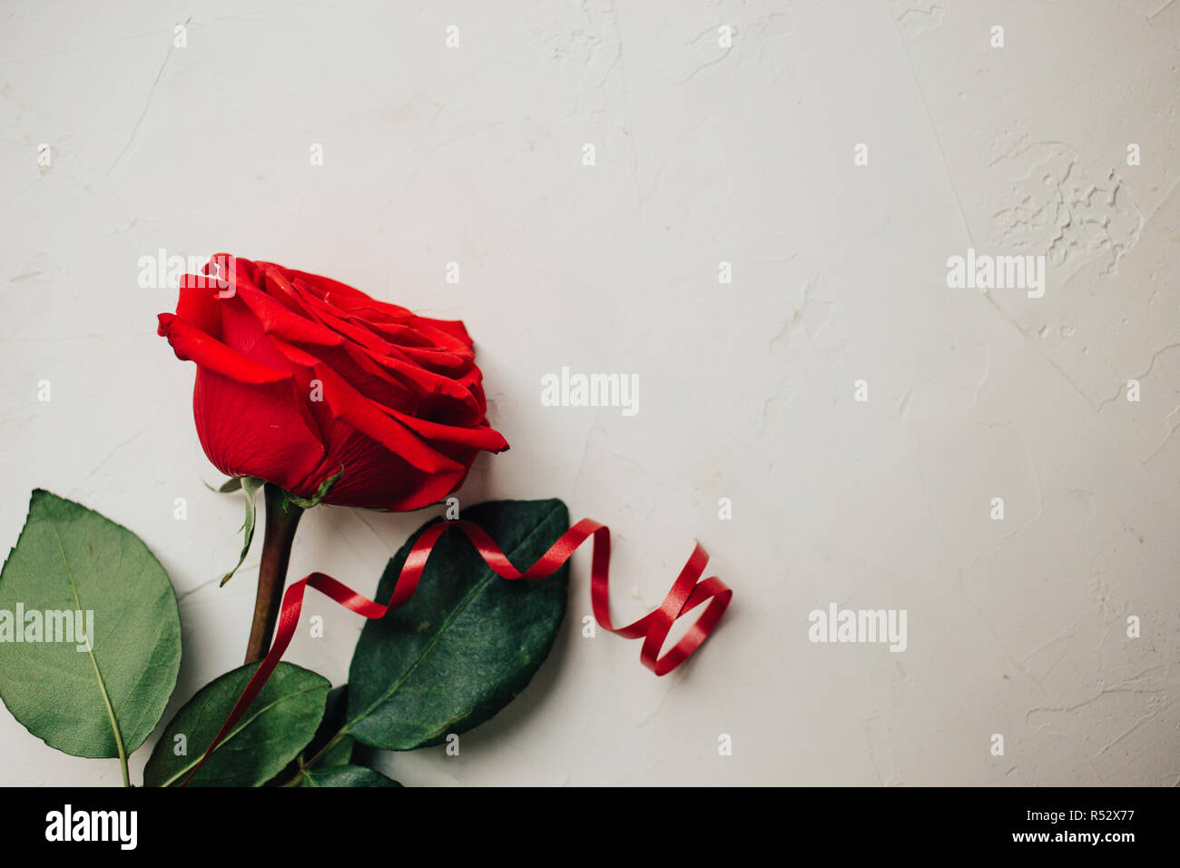 Single red rose, red ribbon on white plastered background, beautiful ...
