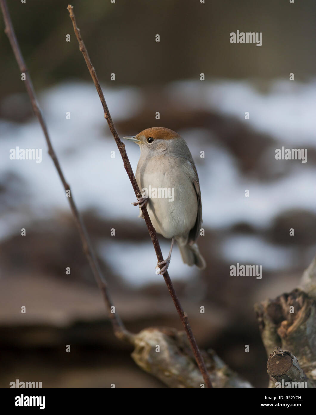 Female blackcap pose hi-res stock photography and images - Alamy
