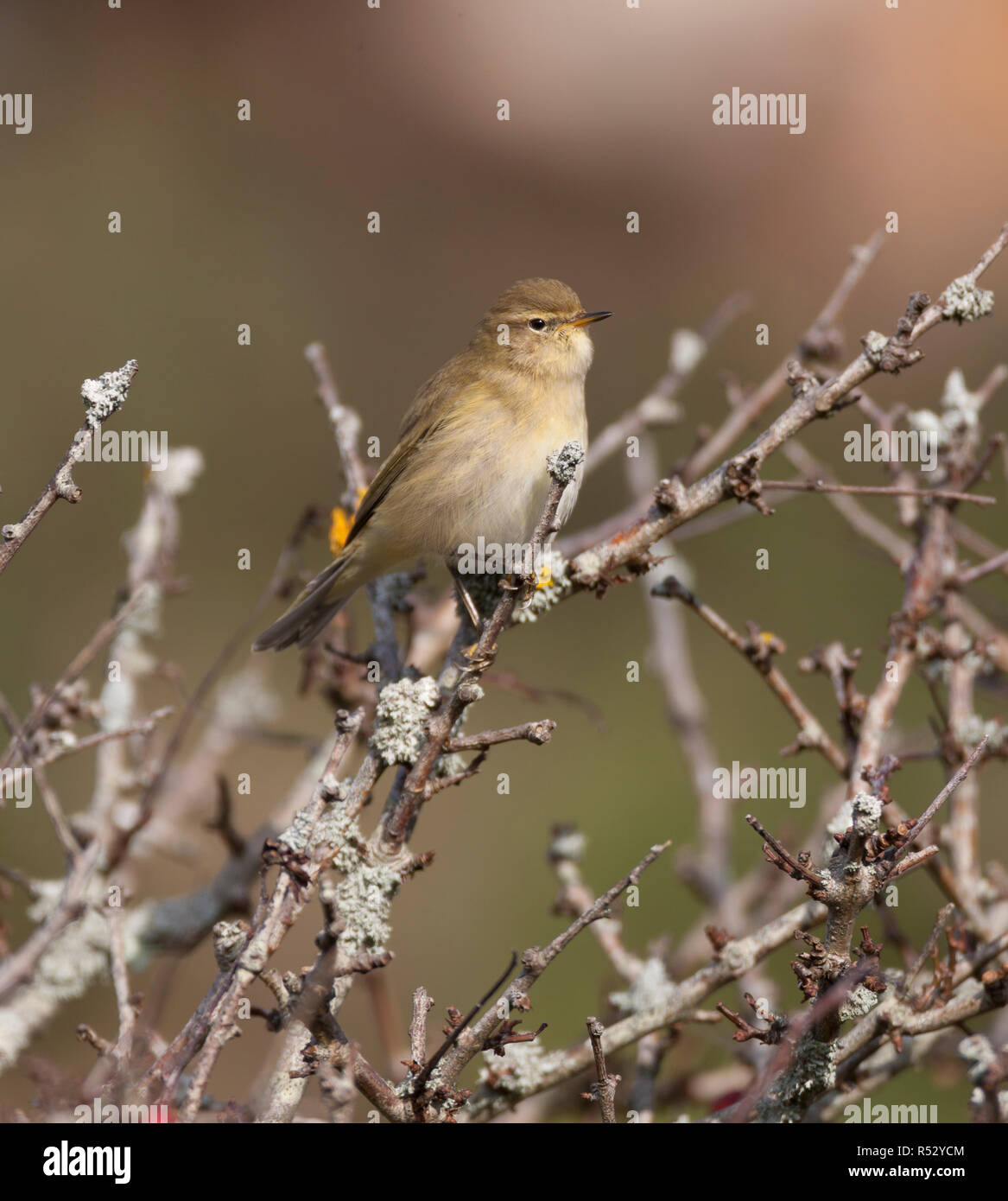 Chiff hi-res stock photography and images - Alamy