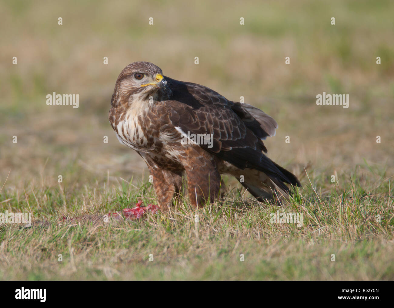 Common Buzzard Rabbit Kill Stock Photo - Alamy